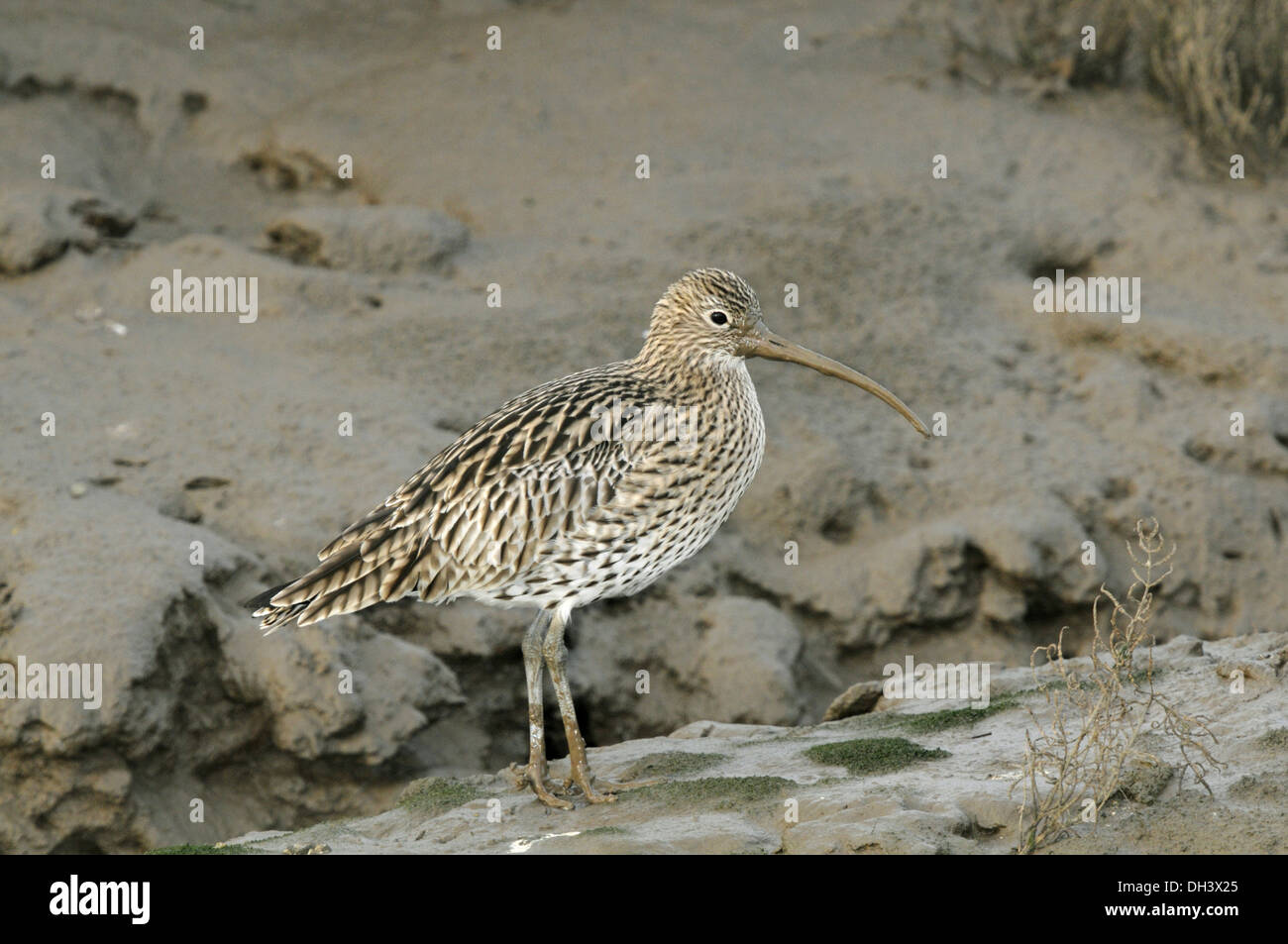 Wading curlew hi-res stock photography and images - Alamy
