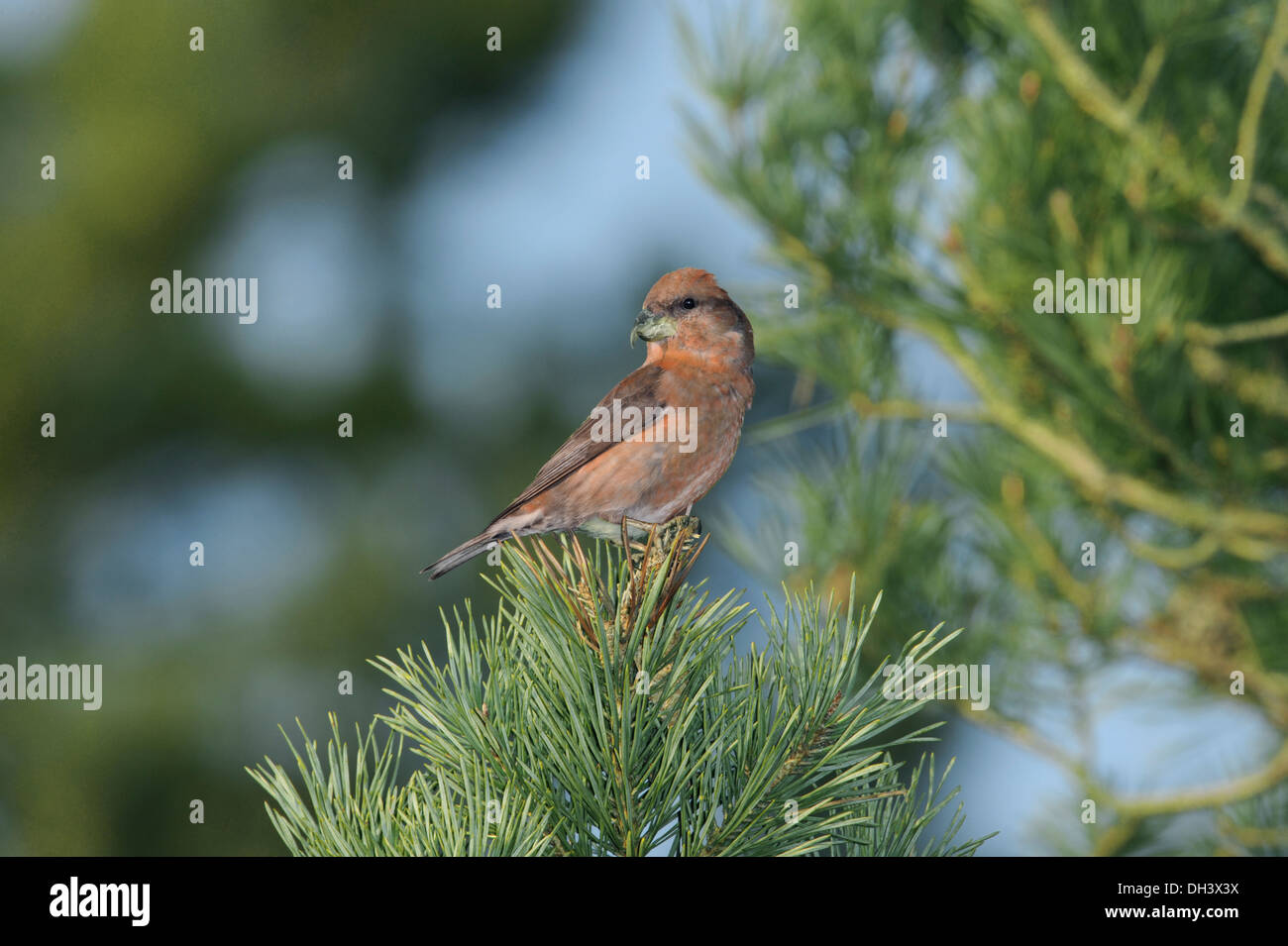 Common crossbill hi-res stock photography and images - Alamy
