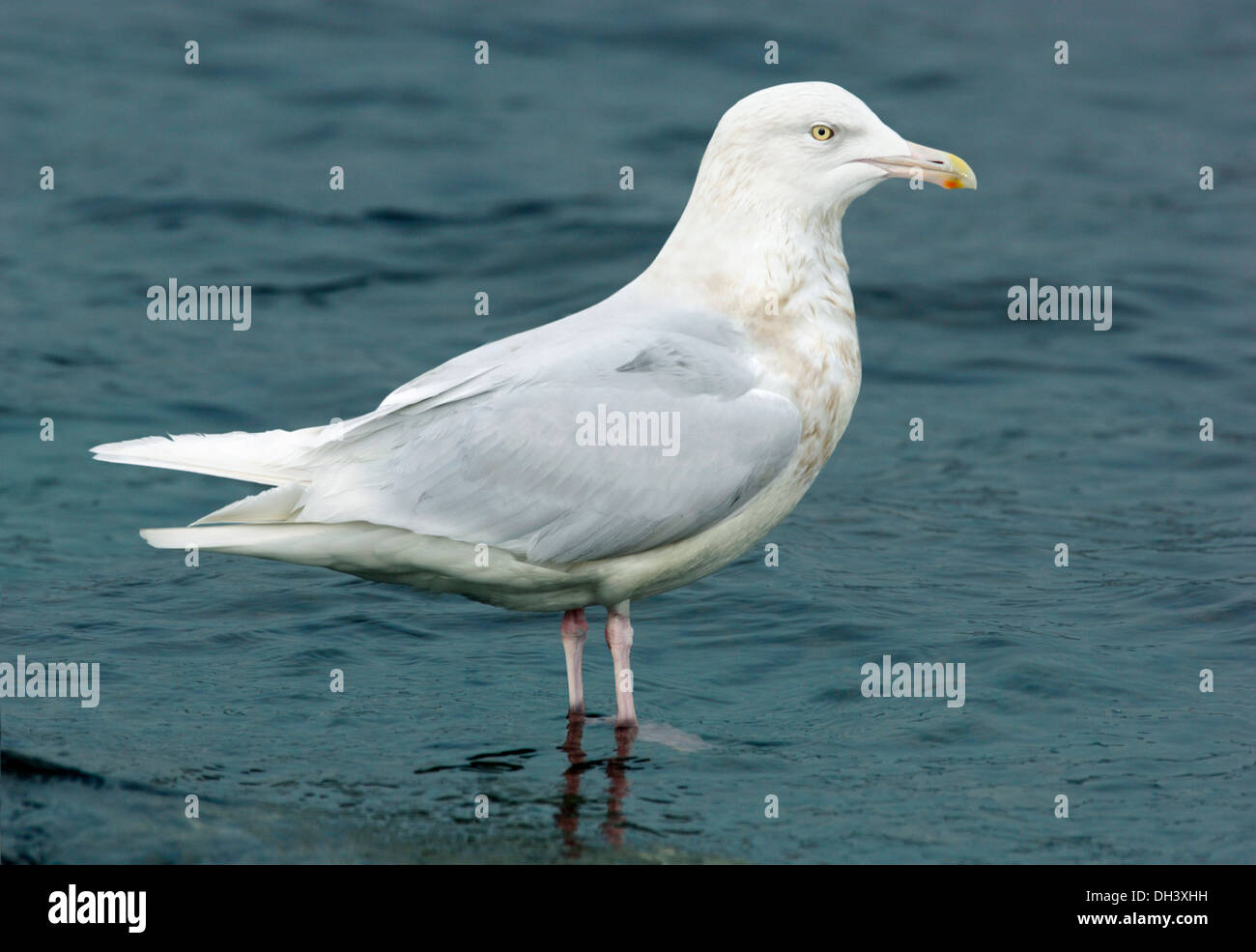 Large glaucous gull hi-res stock photography and images - Alamy