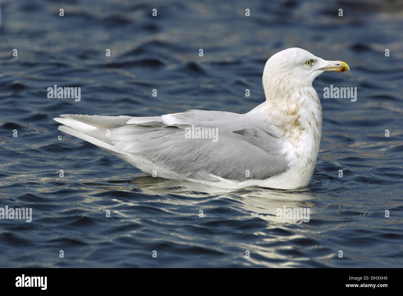 Hyperboreus hi-res stock photography and images - Alamy
