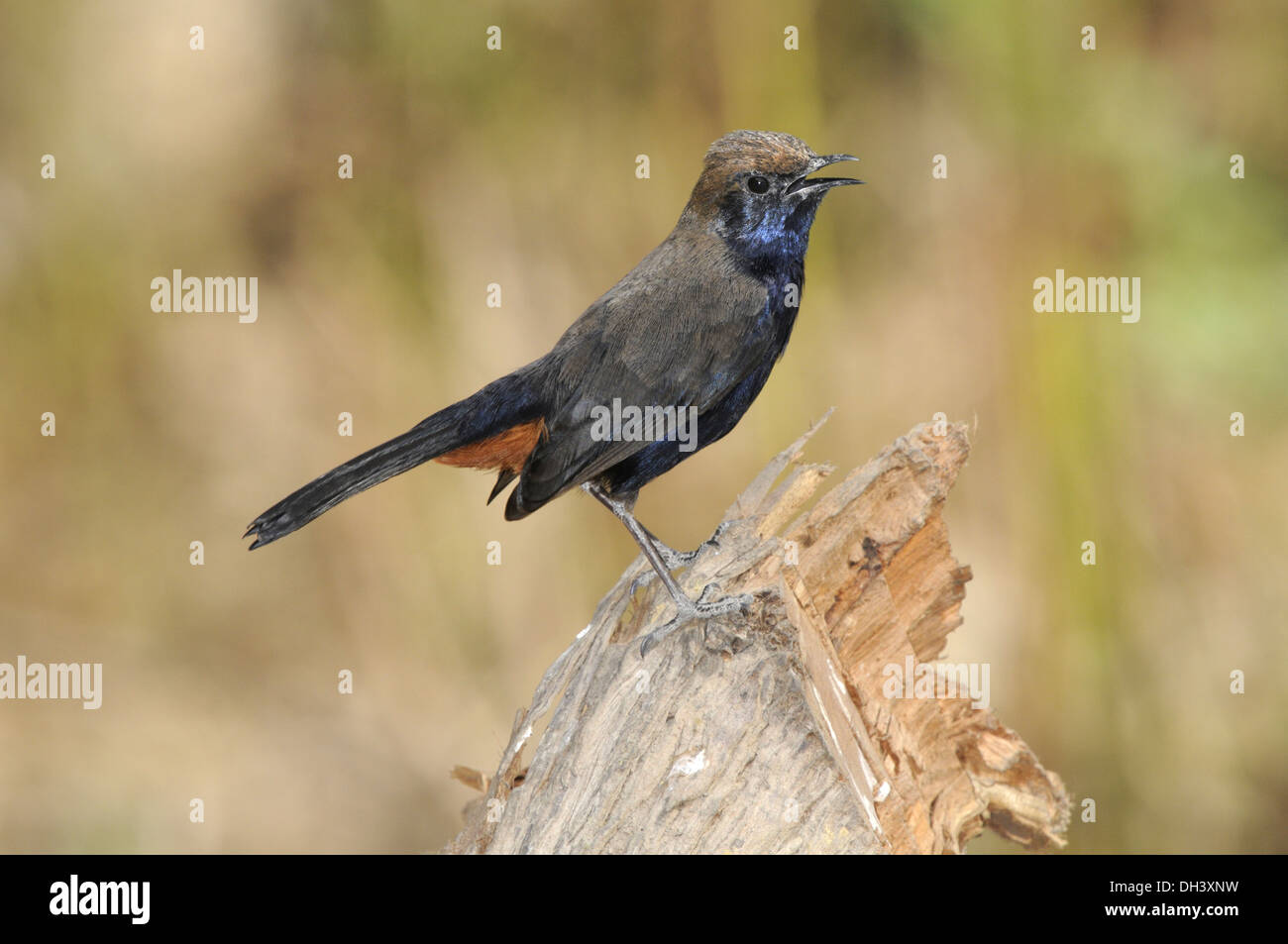 Indian robin hi-res stock photography and images - Alamy