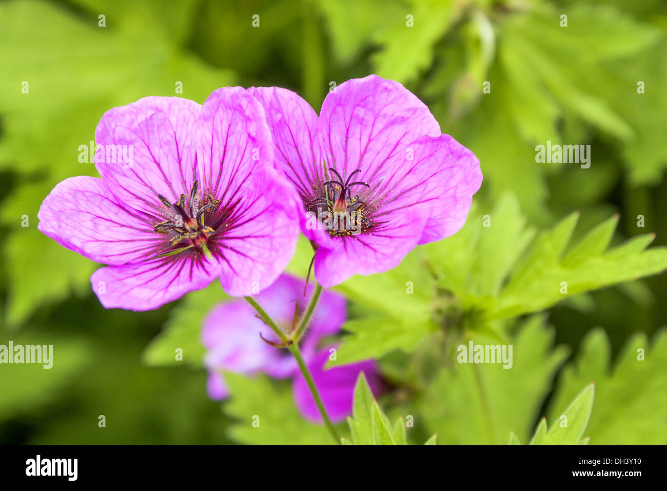 Violette stempel hi-res stock photography and images - Alamy