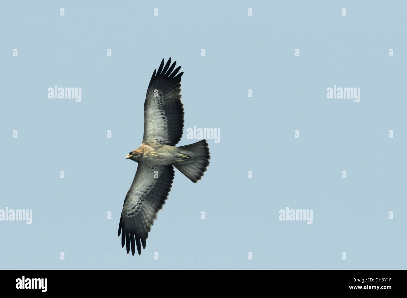 Booted eagle hi-res stock photography and images - Alamy