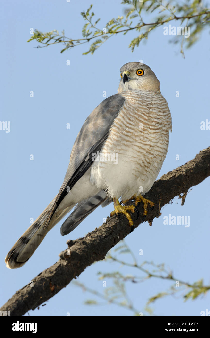 Asian birds of prey hi-res stock photography and images - Alamy