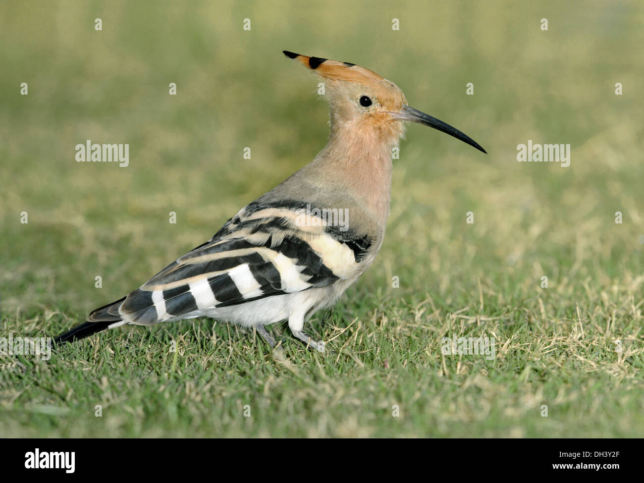 Hoopoe Upupa epops Stock Photo - Alamy