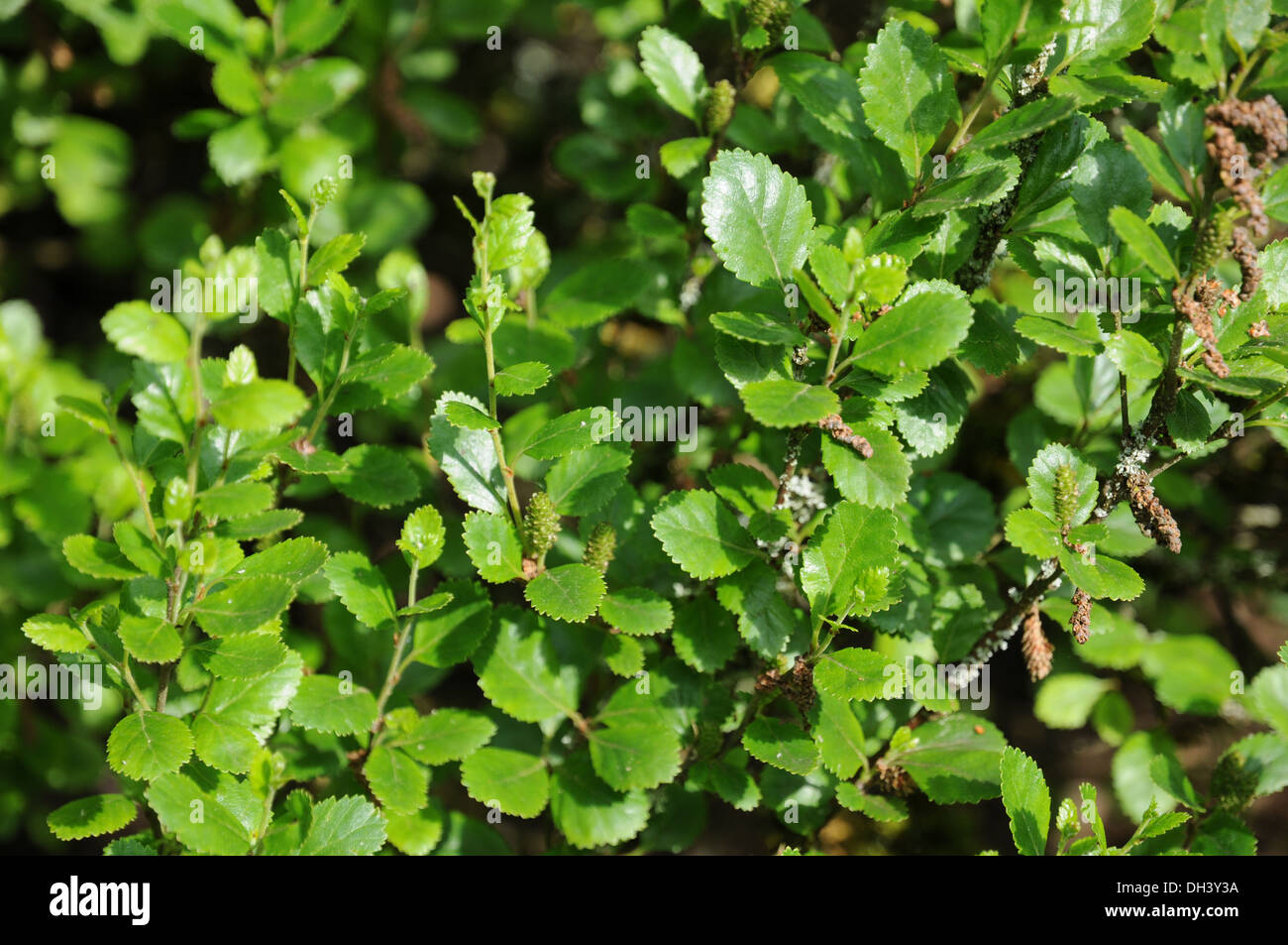 Dwarf birch tree hi-res stock photography and images - Alamy