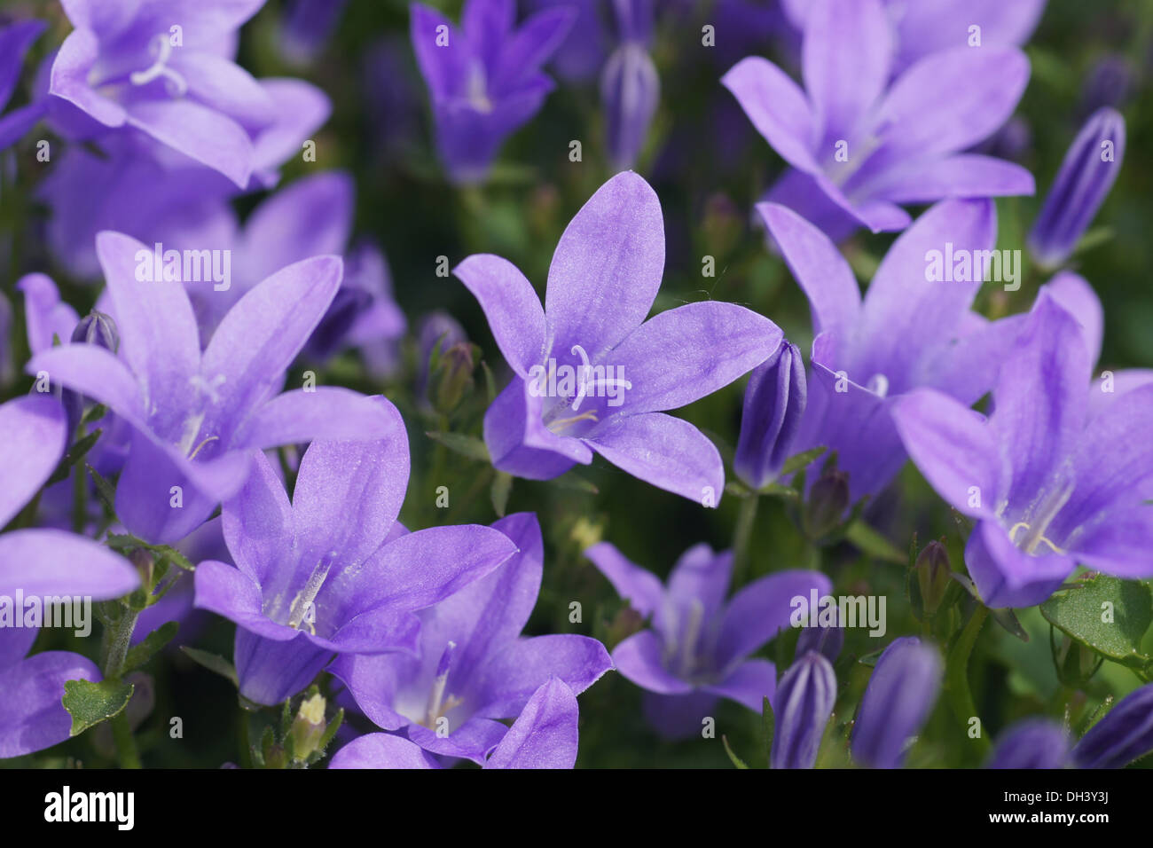 Campanula portenschlagiana wall adria bellflower hi-res stock ...