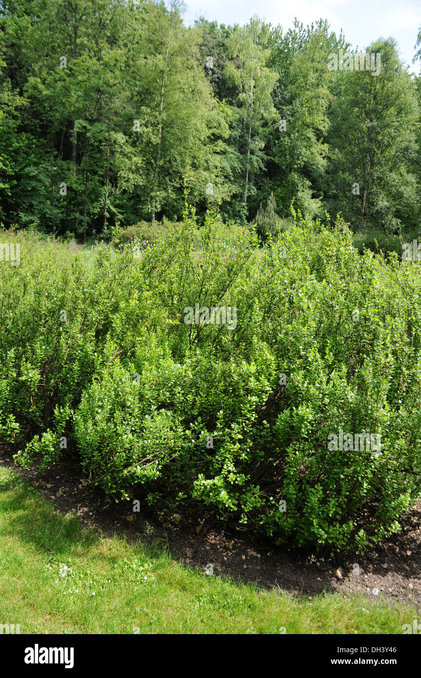 Betula humilis hi-res stock photography and images - Alamy