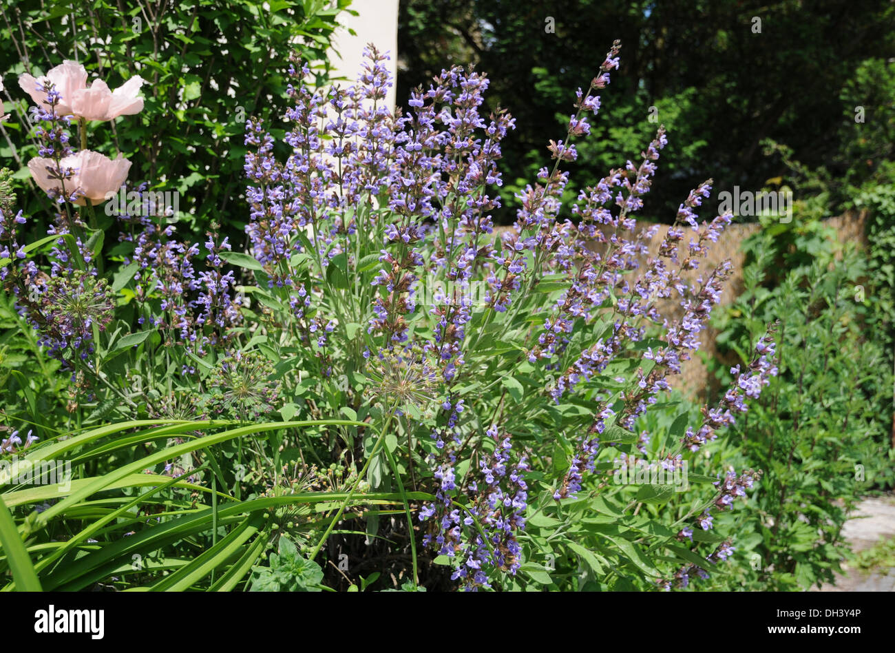 Common Sage Stock Photo - Alamy