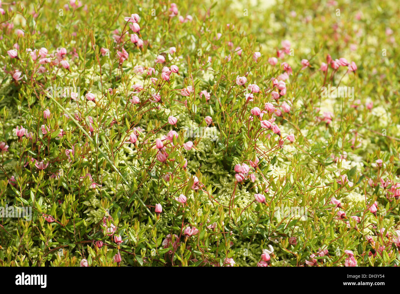 Crowberry hi-res stock photography and images - Alamy