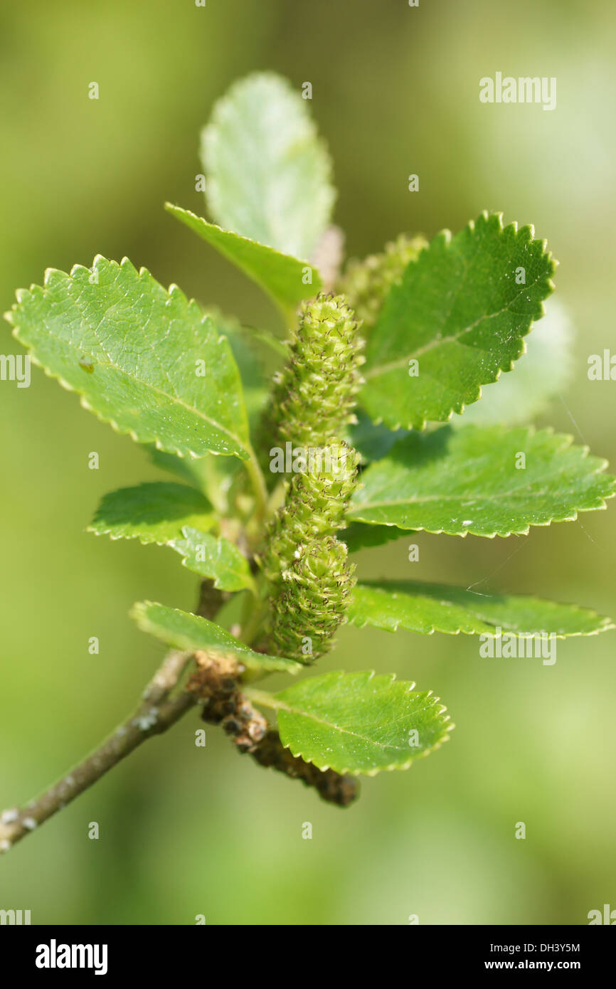 Betula humilis hi-res stock photography and images - Alamy