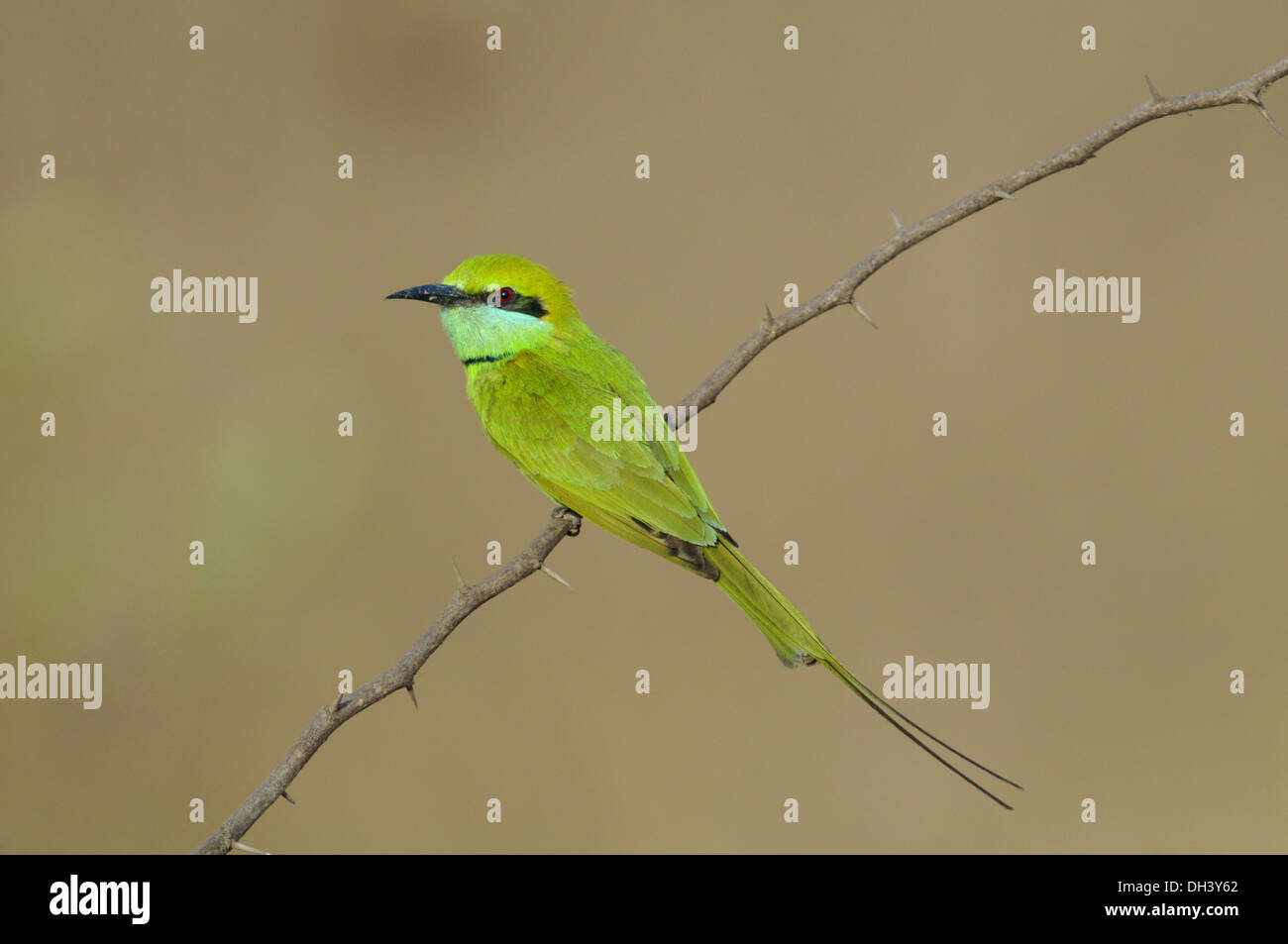 Little Green Bee-eater - Merops orientalis Stock Photo - Alamy