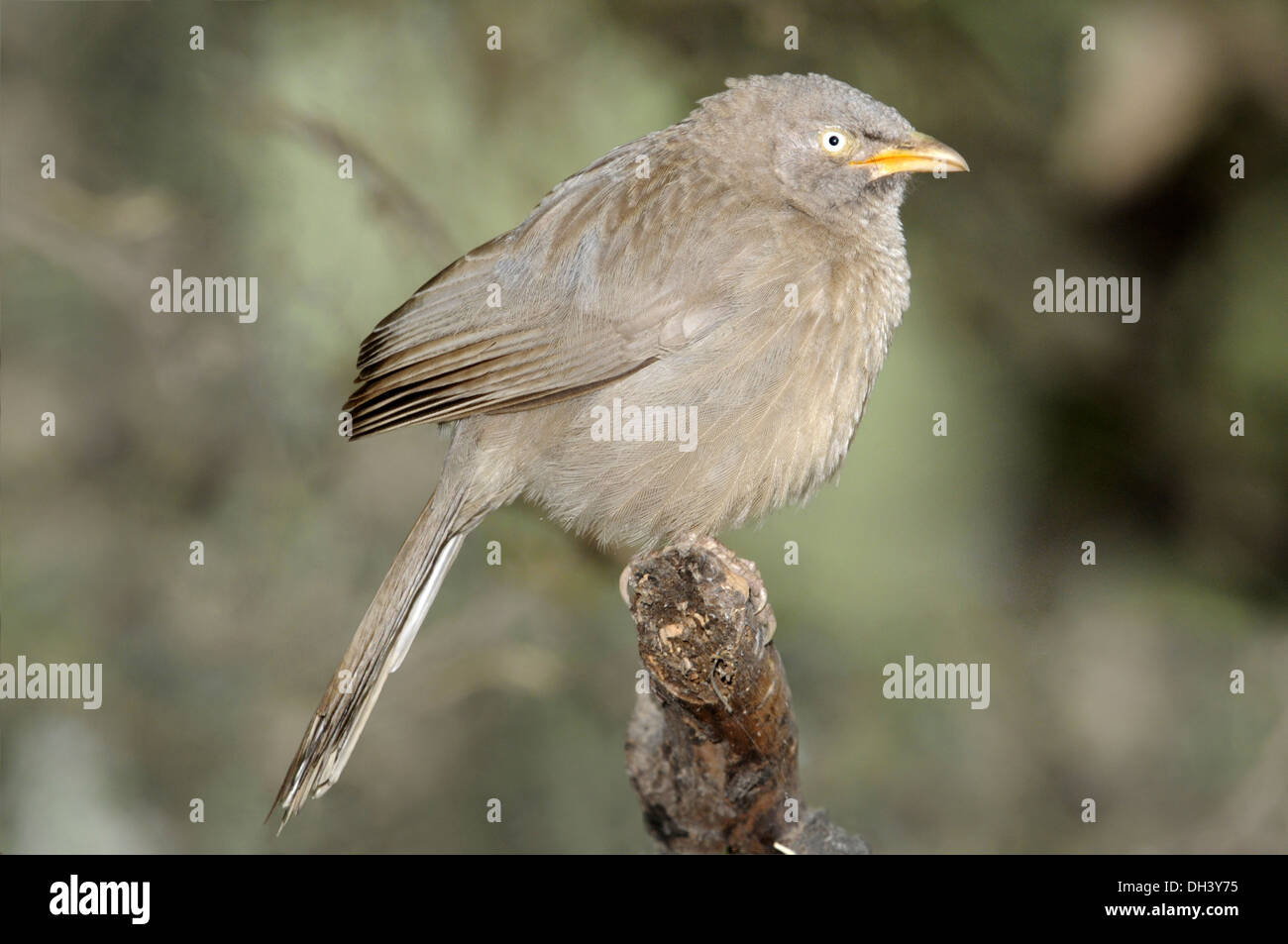 Jungle Babbler - Turdoides striata Stock Photo - Alamy