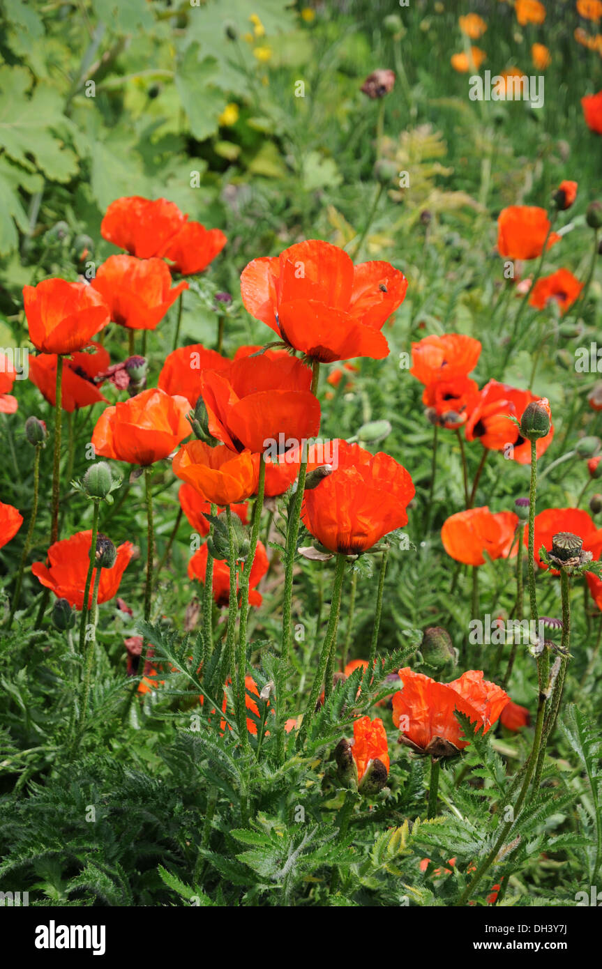 Oriental poppy papaver bracteatum hi-res stock photography and images ...