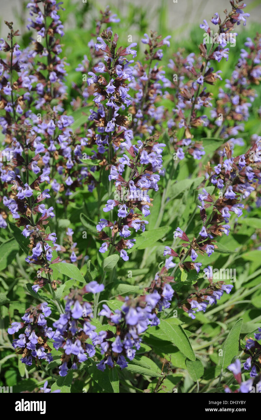 Common Sage Stock Photo - Alamy