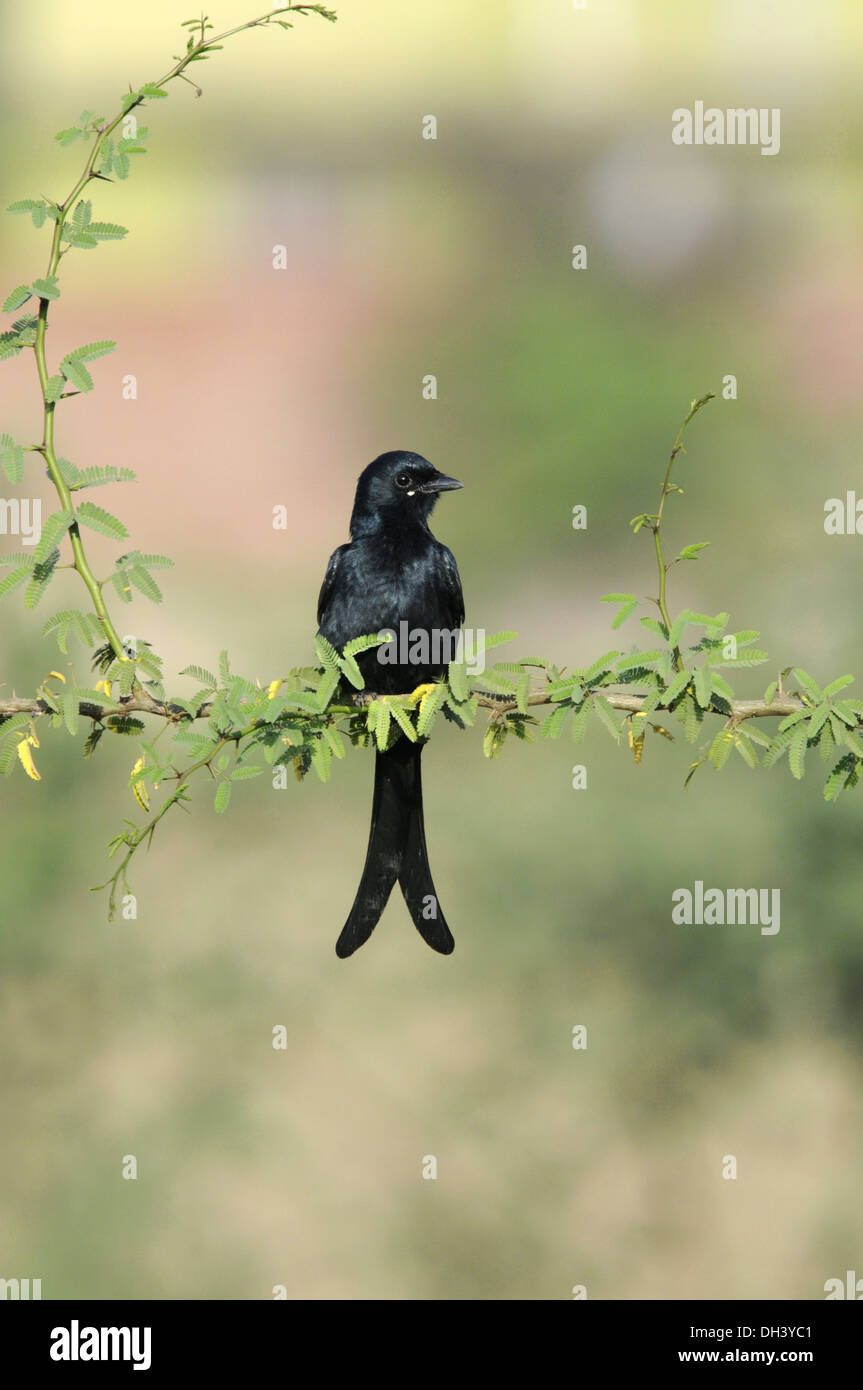 Dicrurus hi-res stock photography and images - Alamy