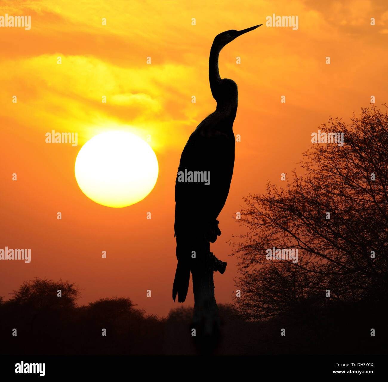 Indian Darter Perched High Resolution Stock Photography and Images - Alamy