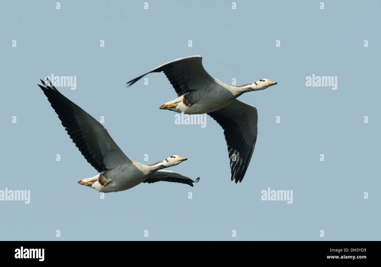 Bar headed goose flight hi-res stock photography and images - Alamy