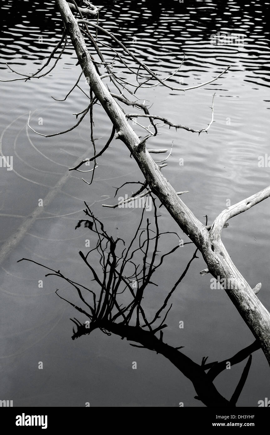 Tree skeleton in the water hi-res stock photography and images - Alamy
