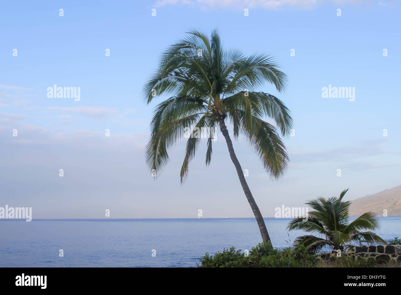 Palm tree overlooking the ocean Stock Photo - Alamy