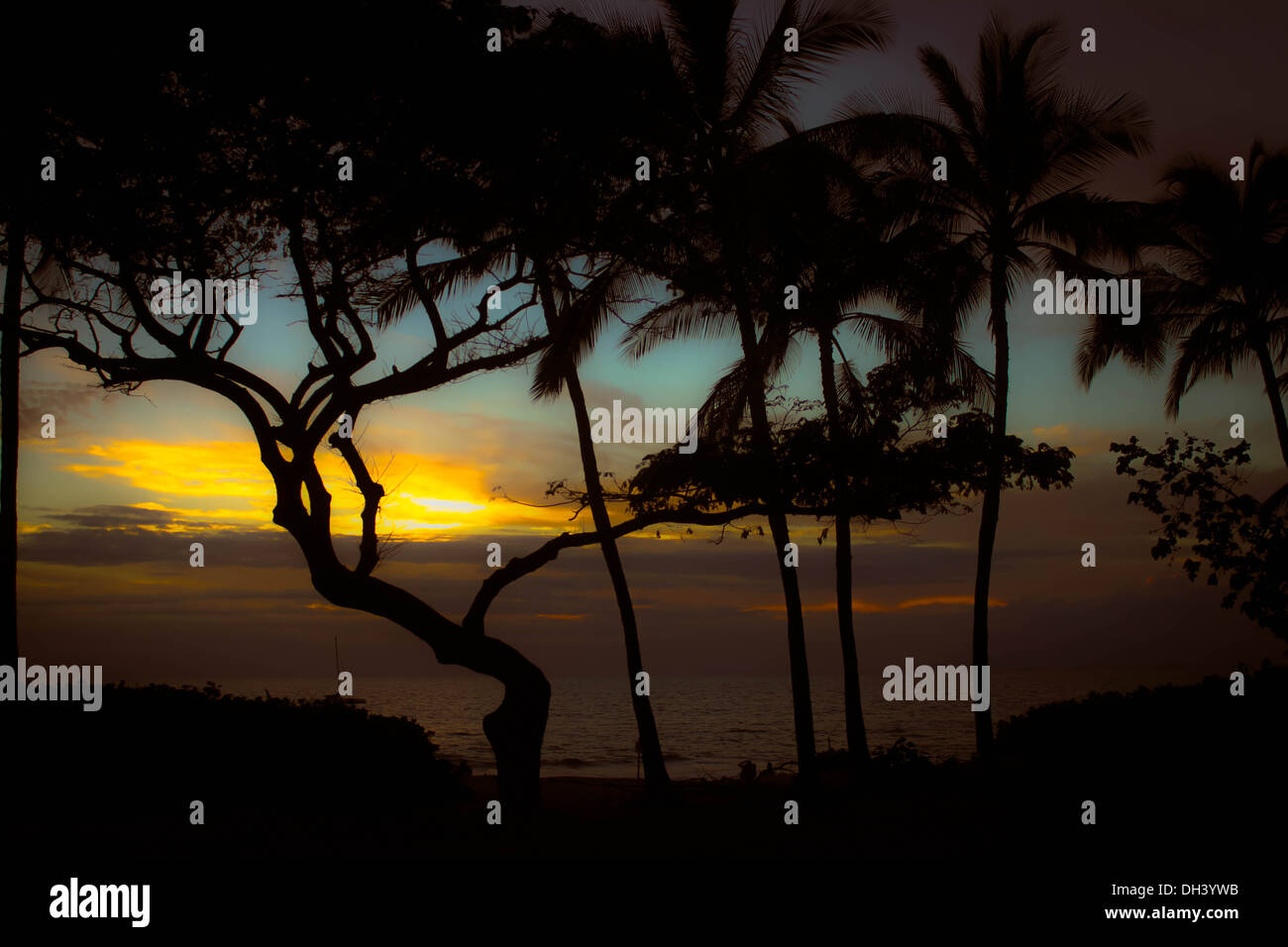 Sunset through the trees Stock Photo - Alamy