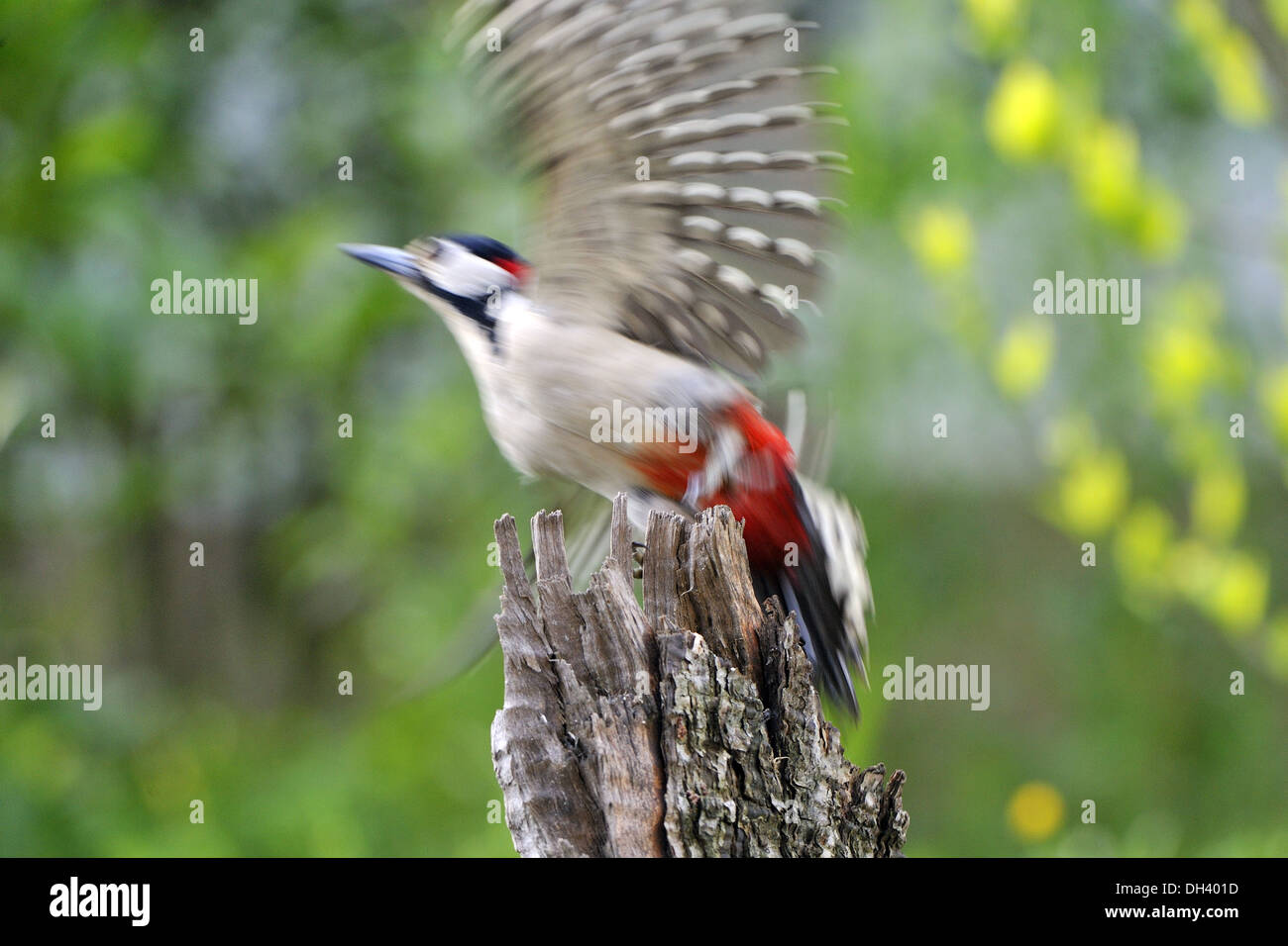 Grey spotted woodpecker hi-res stock photography and images - Alamy