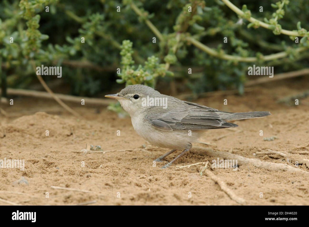 Warblers of europe hi-res stock photography and images - Alamy