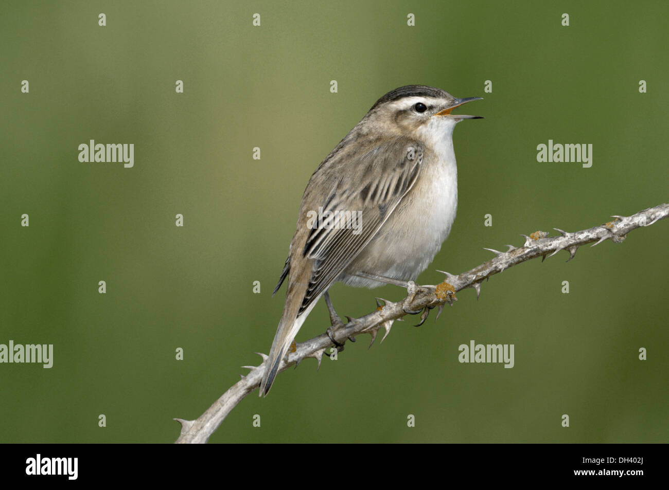 Sedge warblers acrocephalus schoenobaenus hi-res stock photography and ...