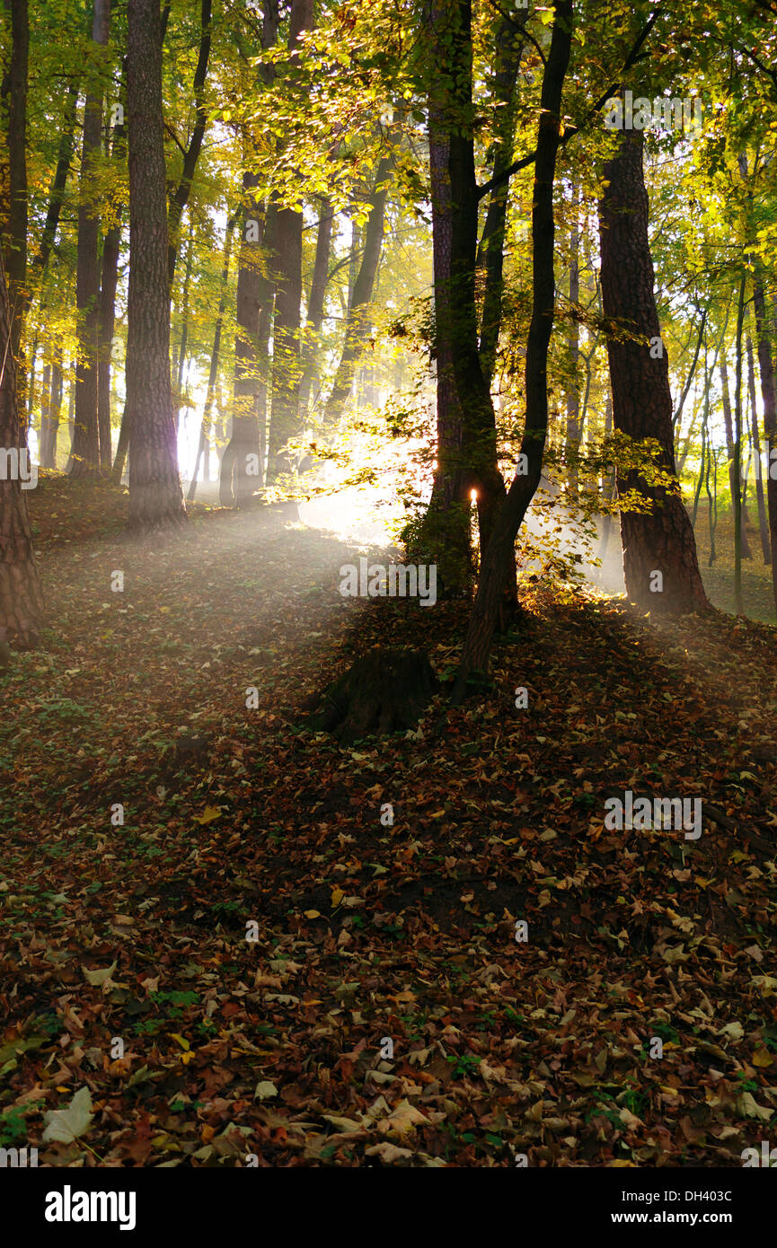 Shine fall hi-res stock photography and images - Alamy