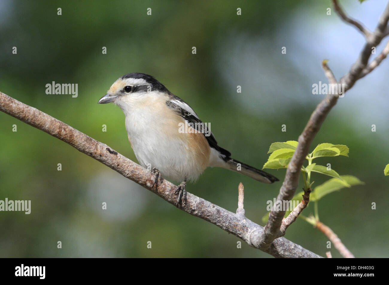 Masked Shrike - Lanius nubicus Stock Photo - Alamy