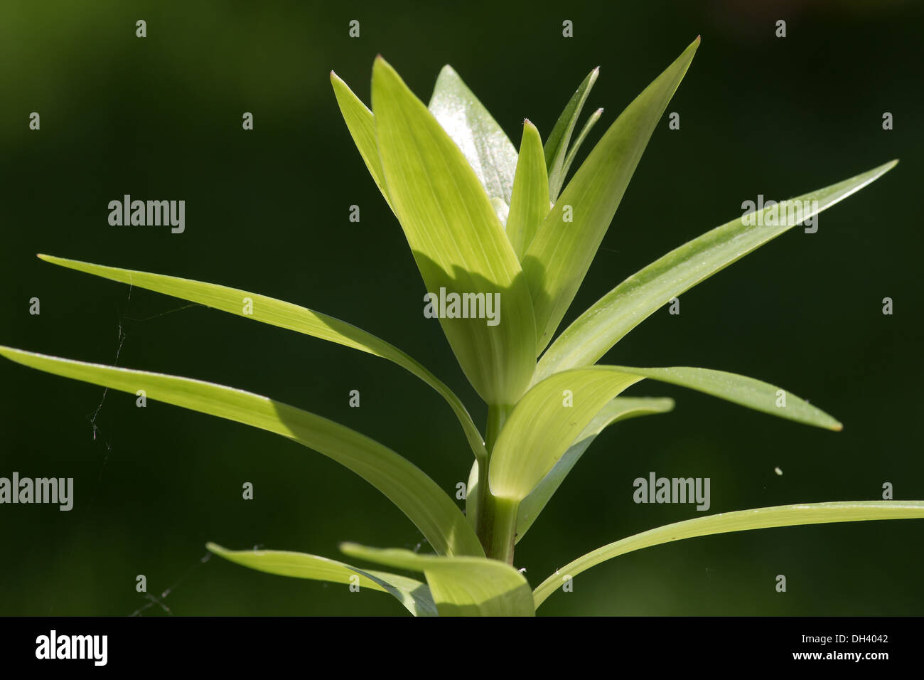 Crown leaf hi-res stock photography and images - Alamy