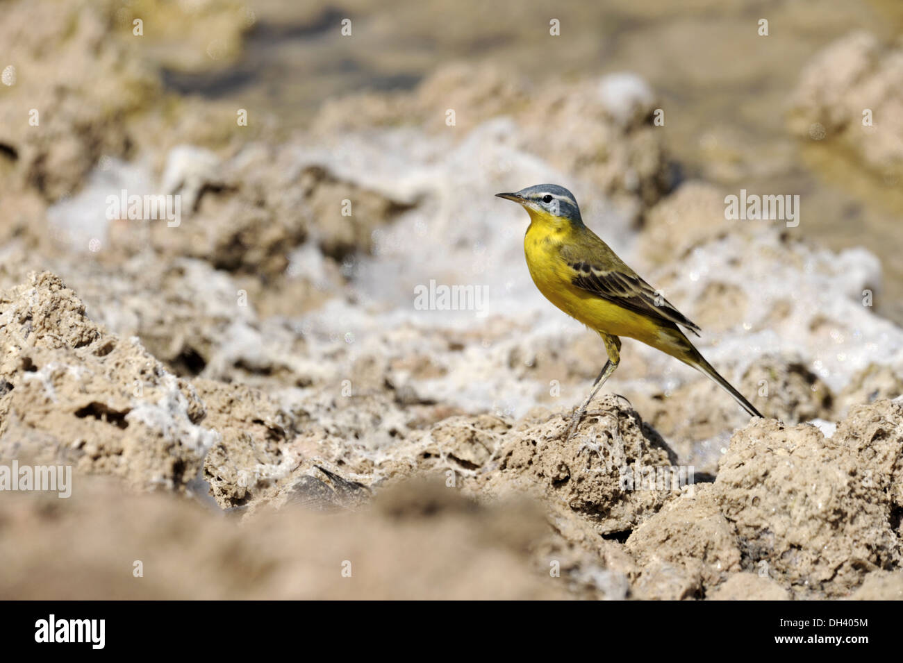 Blue Headed Wagtail - Motacilla flava flava Stock Photo - Alamy
