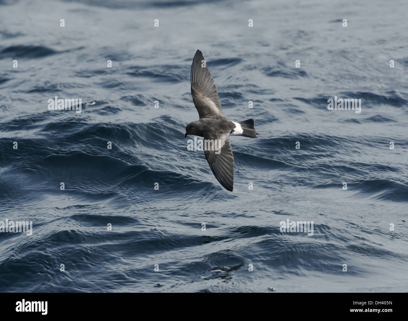 Wilson's storm petrel north america hi-res stock photography and images ...