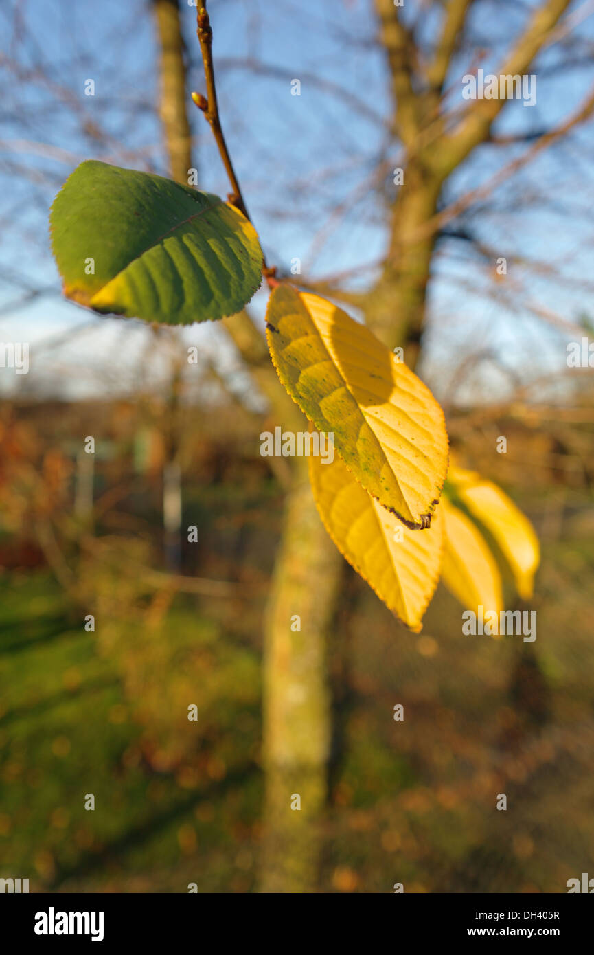 Last green tree hi-res stock photography and images - Alamy