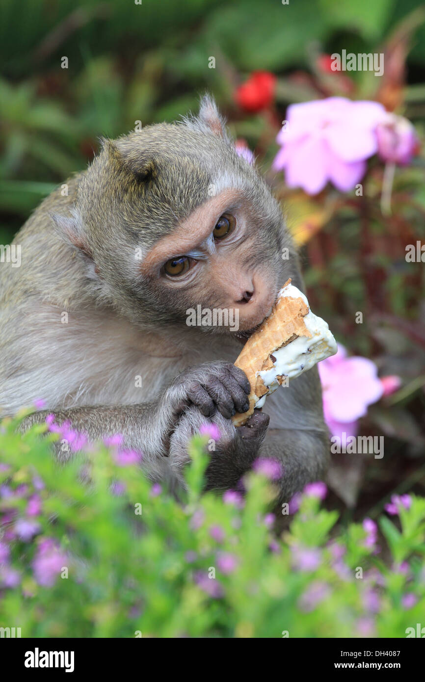 Cheeky monkey hi-res stock photography and images - Alamy