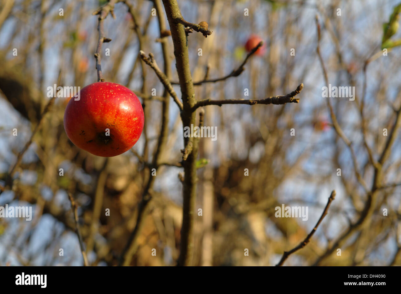 Mature apple tree hi-res stock photography and images - Alamy