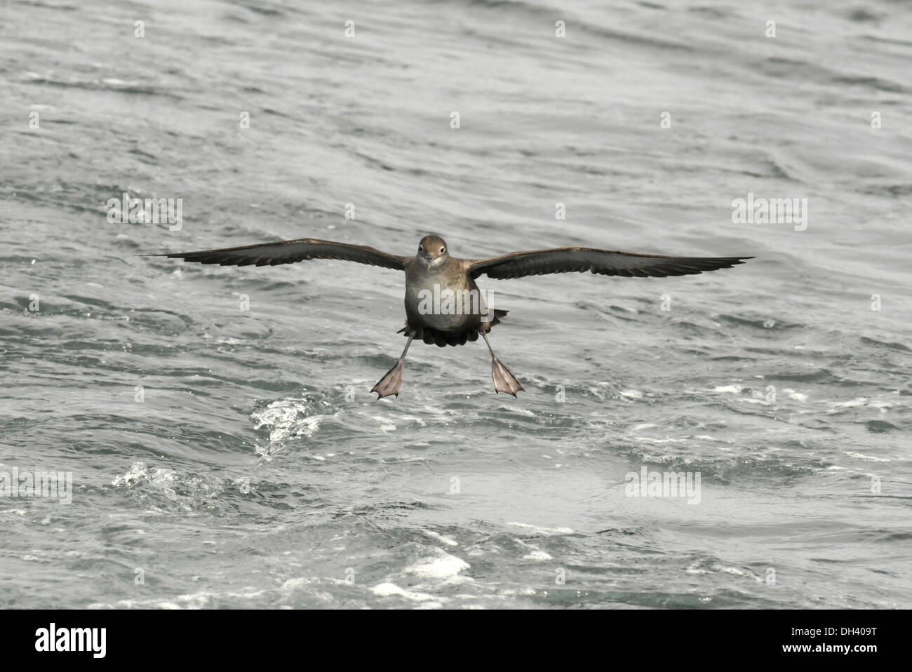 Balearic shearwater hi-res stock photography and images - Alamy