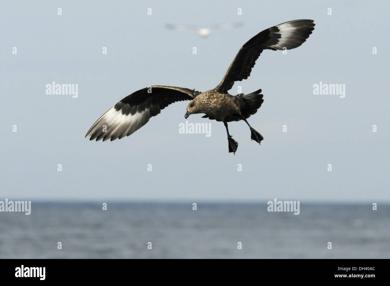 Great skua stercorarius skua hi-res stock photography and images - Alamy