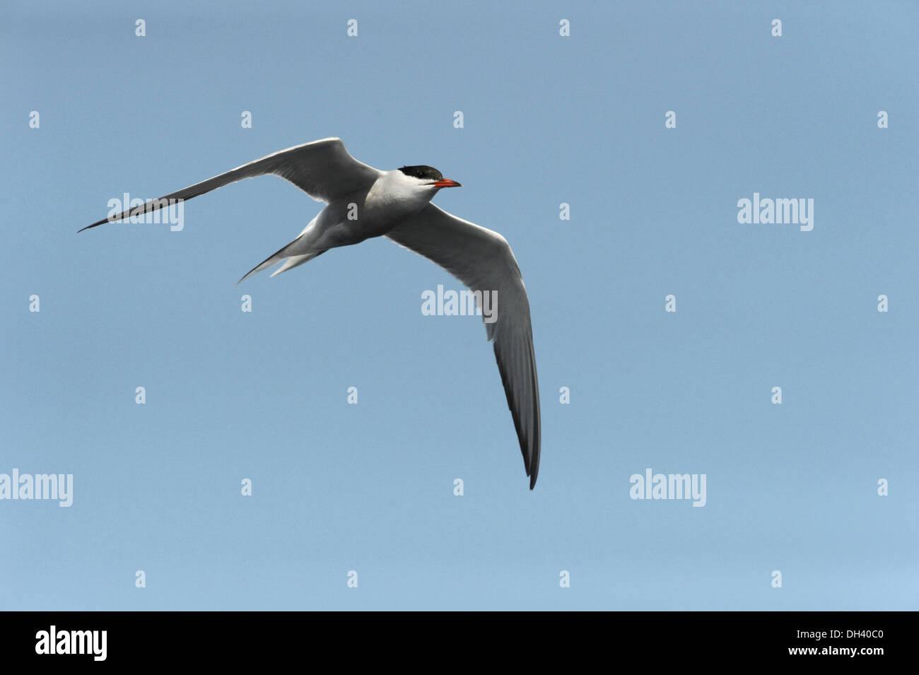Common Tern Sterna hirundo Stock Photo - Alamy