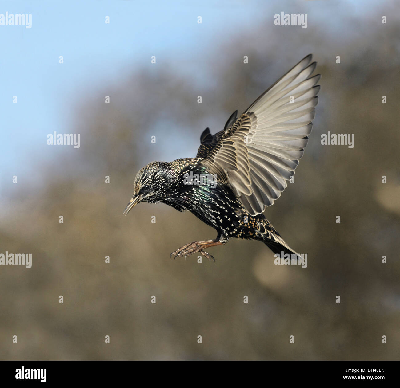 Flying starling hi-res stock photography and images - Alamy