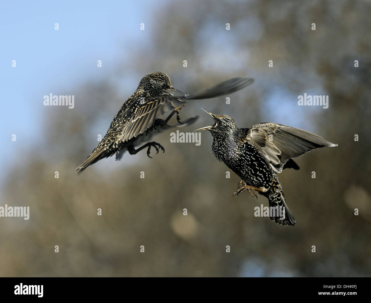 Starling flight hi-res stock photography and images - Alamy