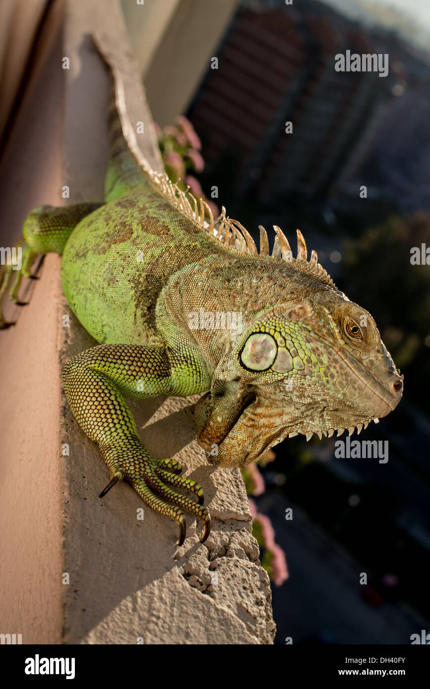 Domestic iguana hi-res stock photography and images - Alamy