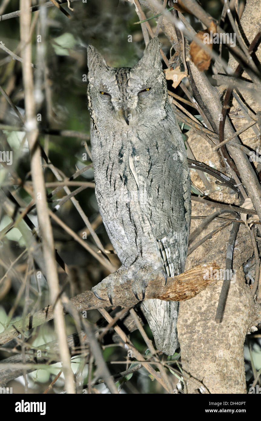 Pallid Scops Owl - Otus brucei Stock Photo - Alamy