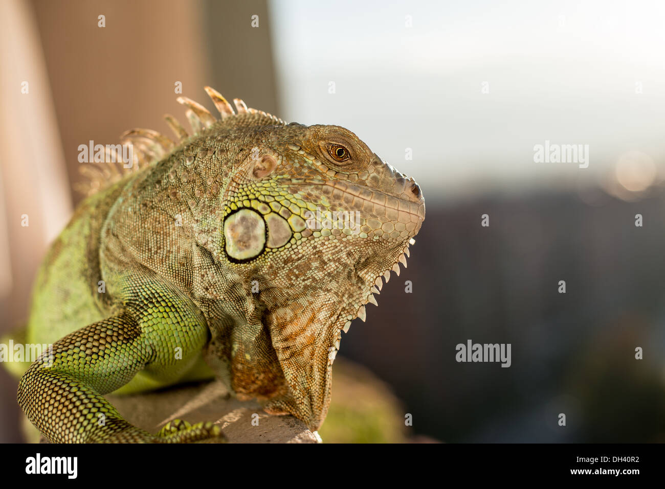 iguana posing at the sun and relaxing Stock Photo - Alamy