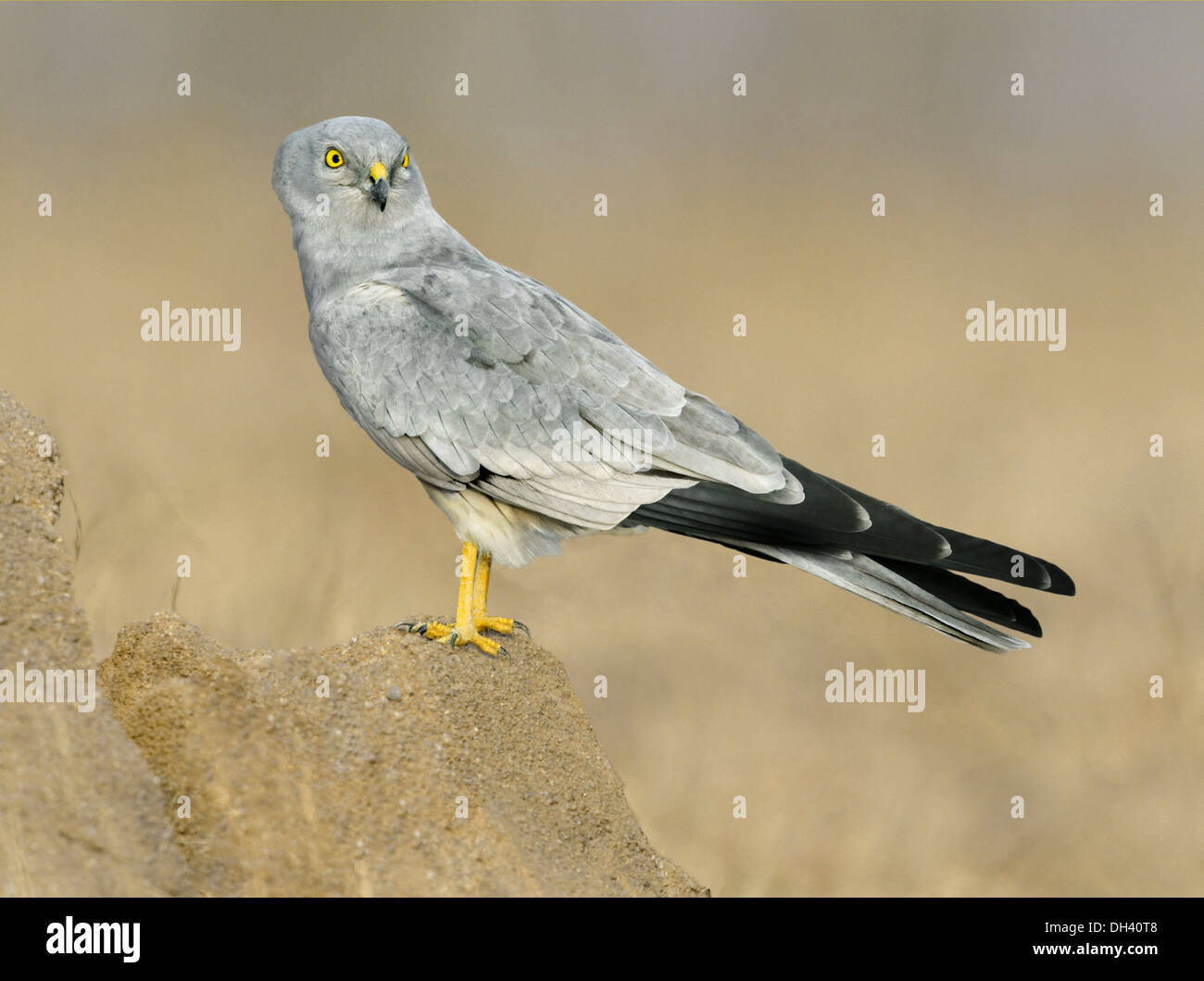 MONTAGU’S HARRIER Circus pygargus Stock Photo - Alamy