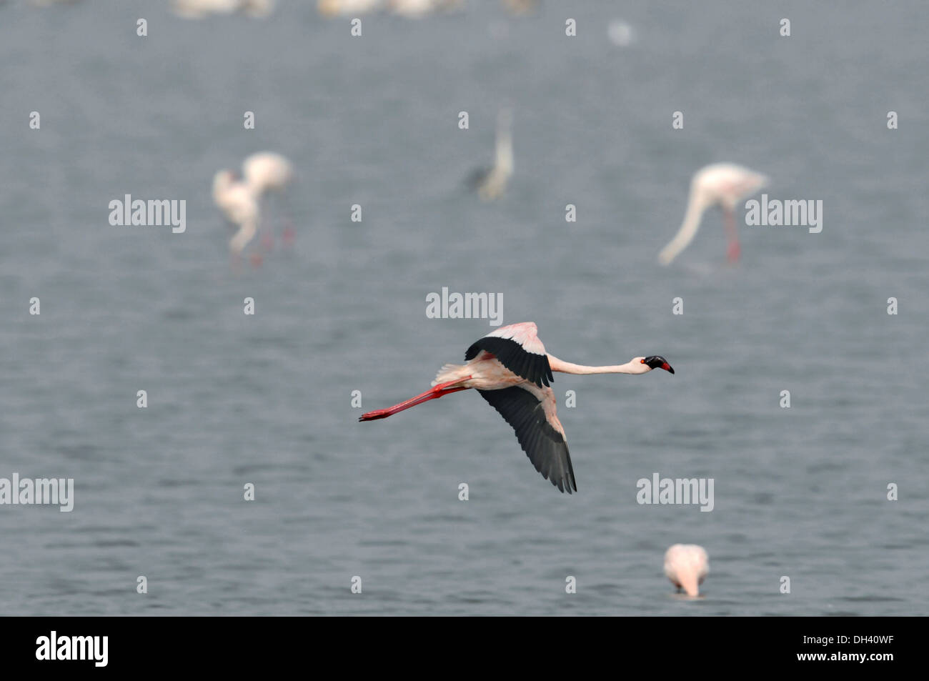 Lesser Flamingo - Phoenicopterus minor Stock Photo - Alamy