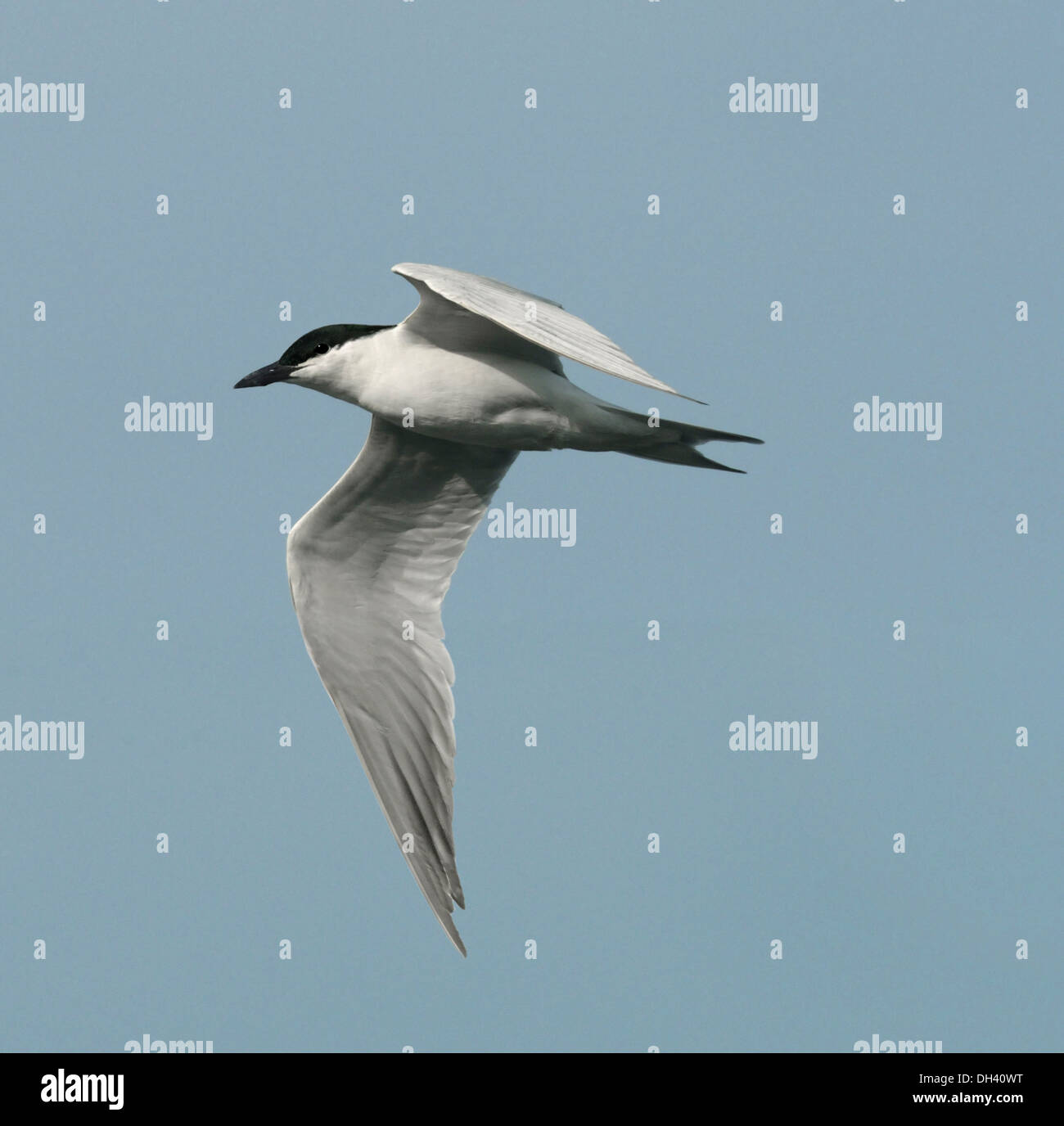 African terns hi-res stock photography and images - Alamy
