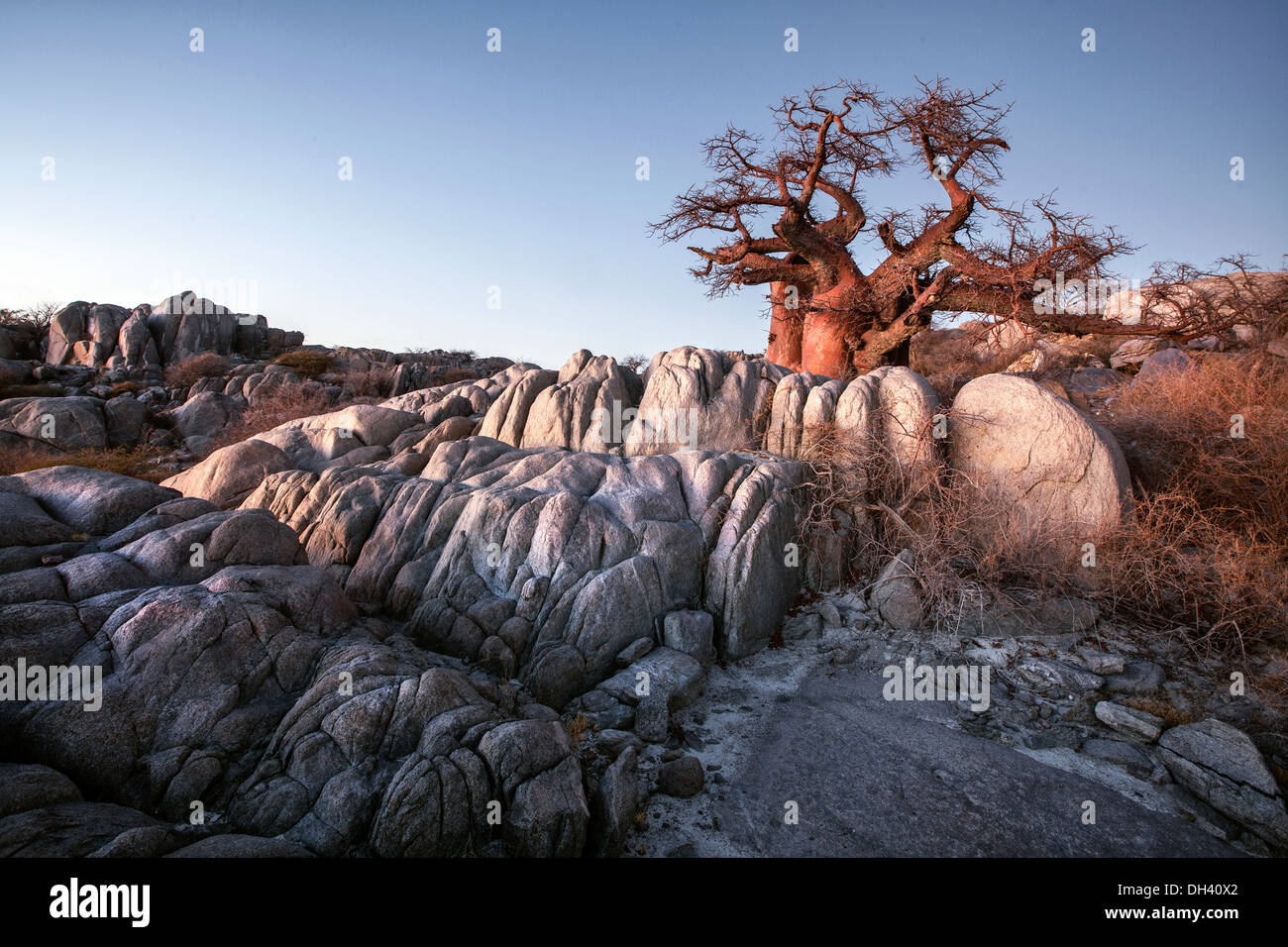 Old baobab tree hi-res stock photography and images - Alamy