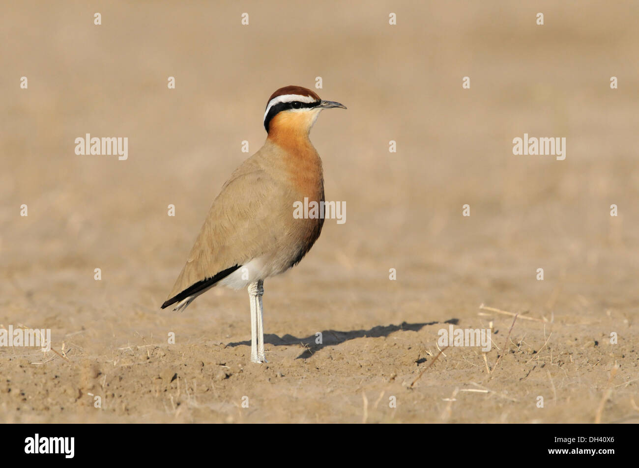 Indian coursers hi-res stock photography and images - Alamy