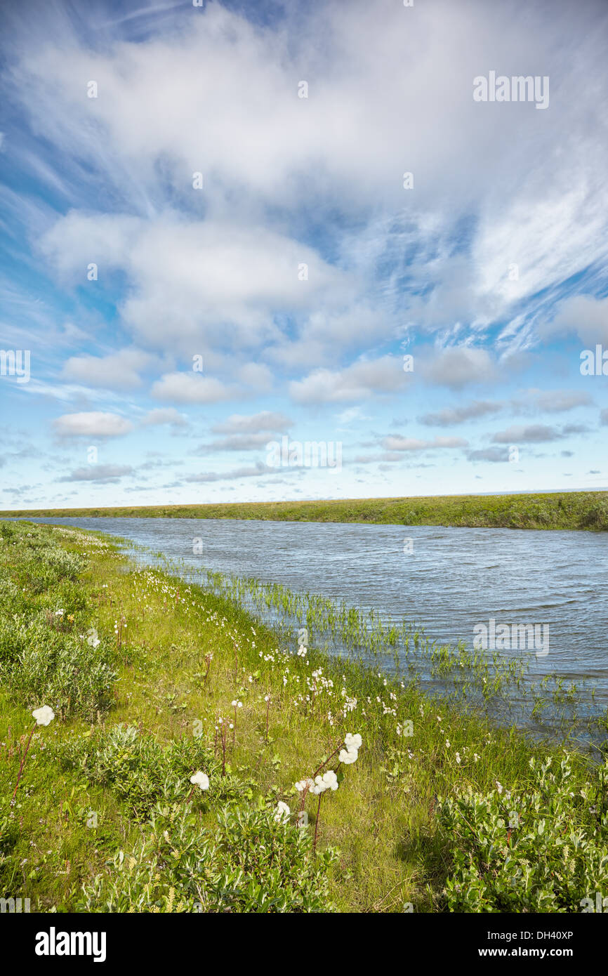 Tundra meadow hi-res stock photography and images - Alamy